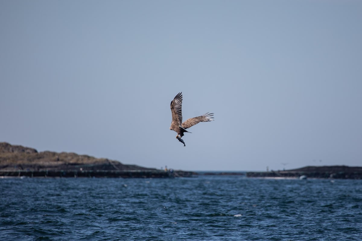 The Eagle With the Sunlit Eye – Collective Eye Films